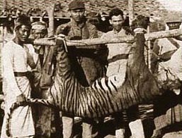 SAVE THE TIGERS - Subspecies