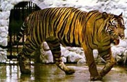 SAVE THE TIGERS - Subspecies